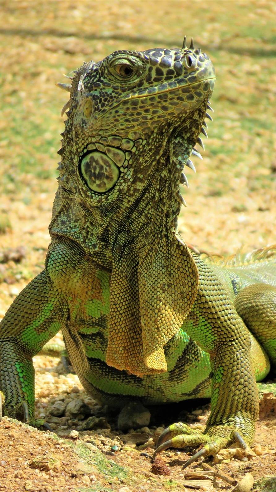 Пока вас нет дома!#животные  #animals schorts#nature #reptiles #iguana #tiere # shorts