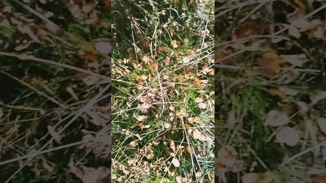 Собираем черноголовики???