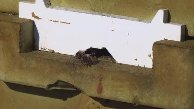 Так просыпается пчелиная семья 15.05.2020