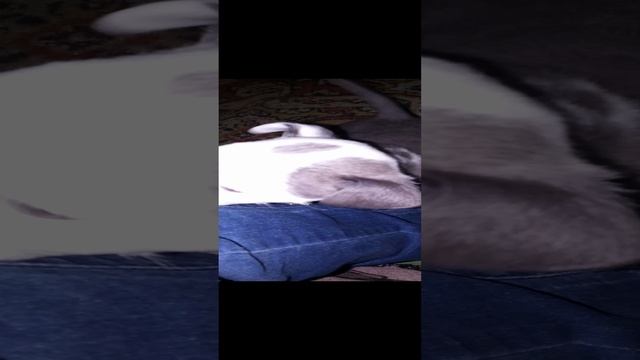 ЩЕНОК АМЕРИКАНСКОГО СТАФФОРДШИРСКОГО ТЕРЬЕРА В 1 МЕСЯЦА