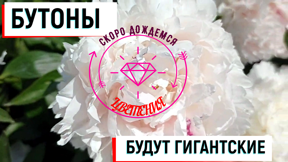 ПИОНЫ ВЕСНОЙ.БУТОНЫ БУДУТ ГИГАНТСКИЕ!#пион#пионы#крупныебутоны#удобрениедляпионов#