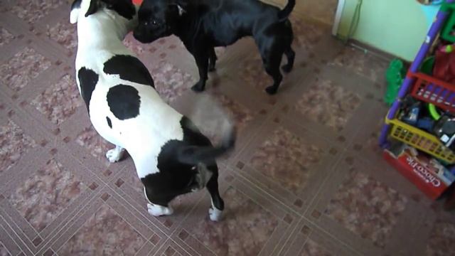 Боевые собаки дома