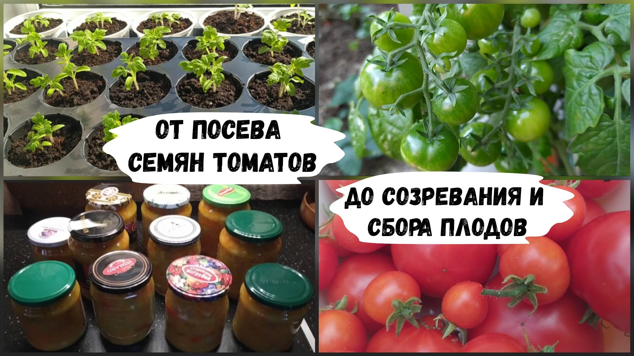 От посева семян томатов до созревания и сбора плодов.
(Ленинградская область, сезон 2022г.)