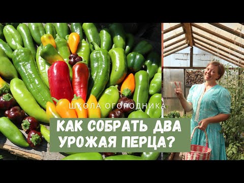 Как заставить перец расти и собрать два урожая перца за сезон?
