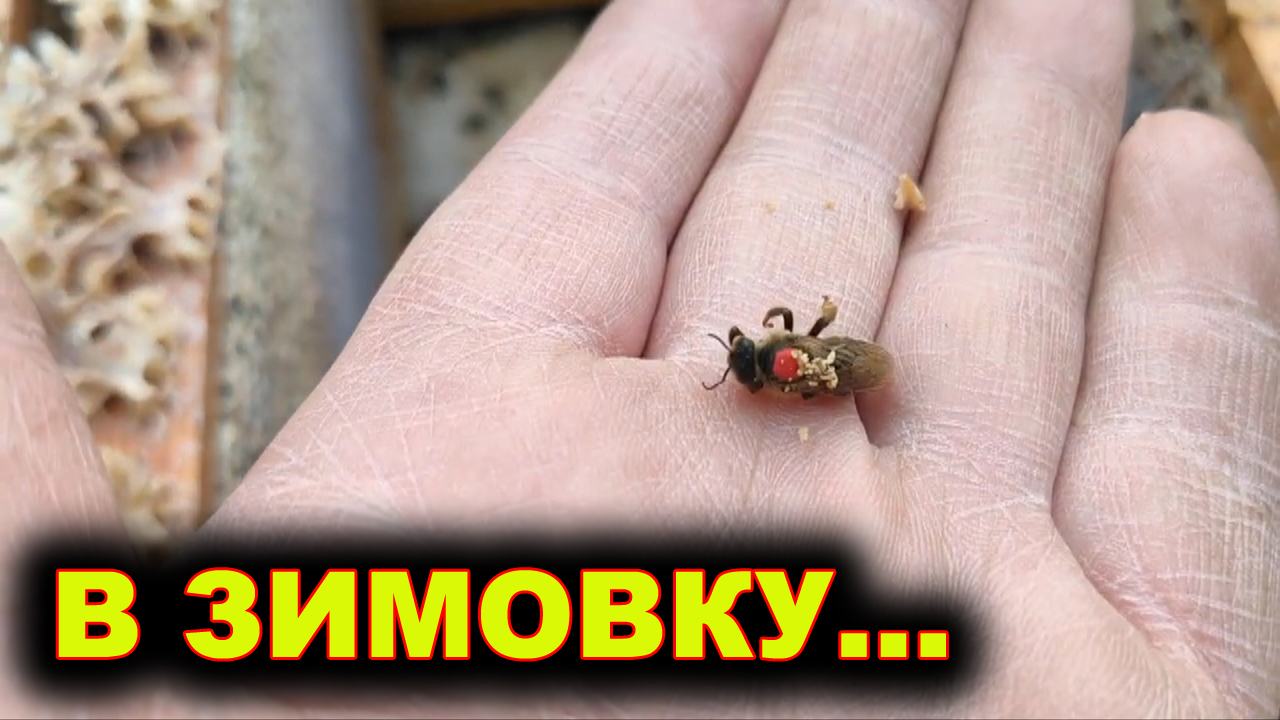 В зимовку. Окончание работ.