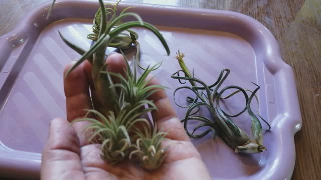 Отделение деток тилландсий