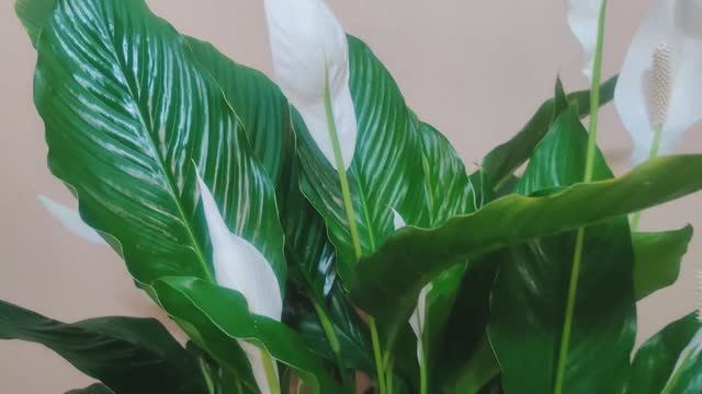 Цветы Вместе Spathiphyllum Sweet Sebastiano Спатифиллум Себастьяно 27/150