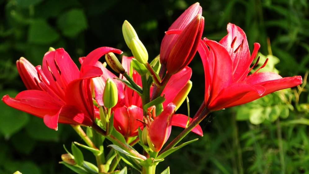 Цветы в моём саду_01