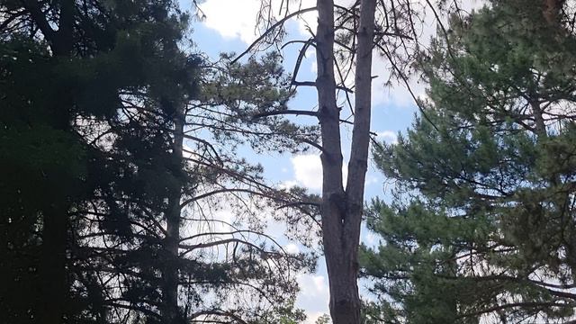 08.06.2024  #Ботанический сад имени И. Косенко #КРАСНОДАР