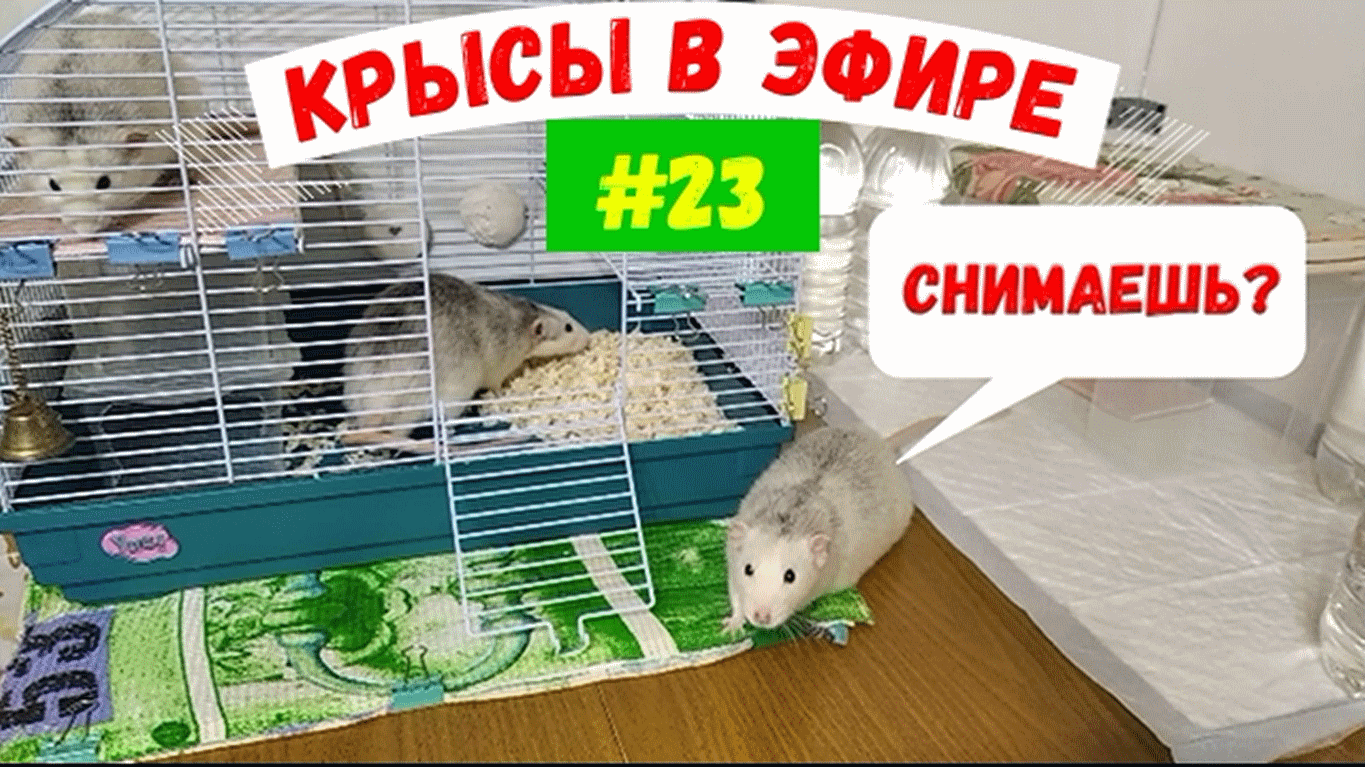 КРЫСЫ В ЭФИРЕ #23