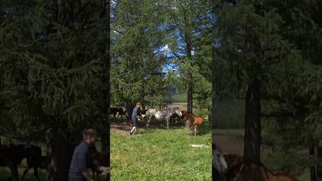 Слабоумие и отвага #сибирь #алтай #кони