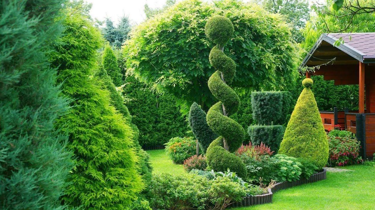 Уход за хвойными деревьями осенью