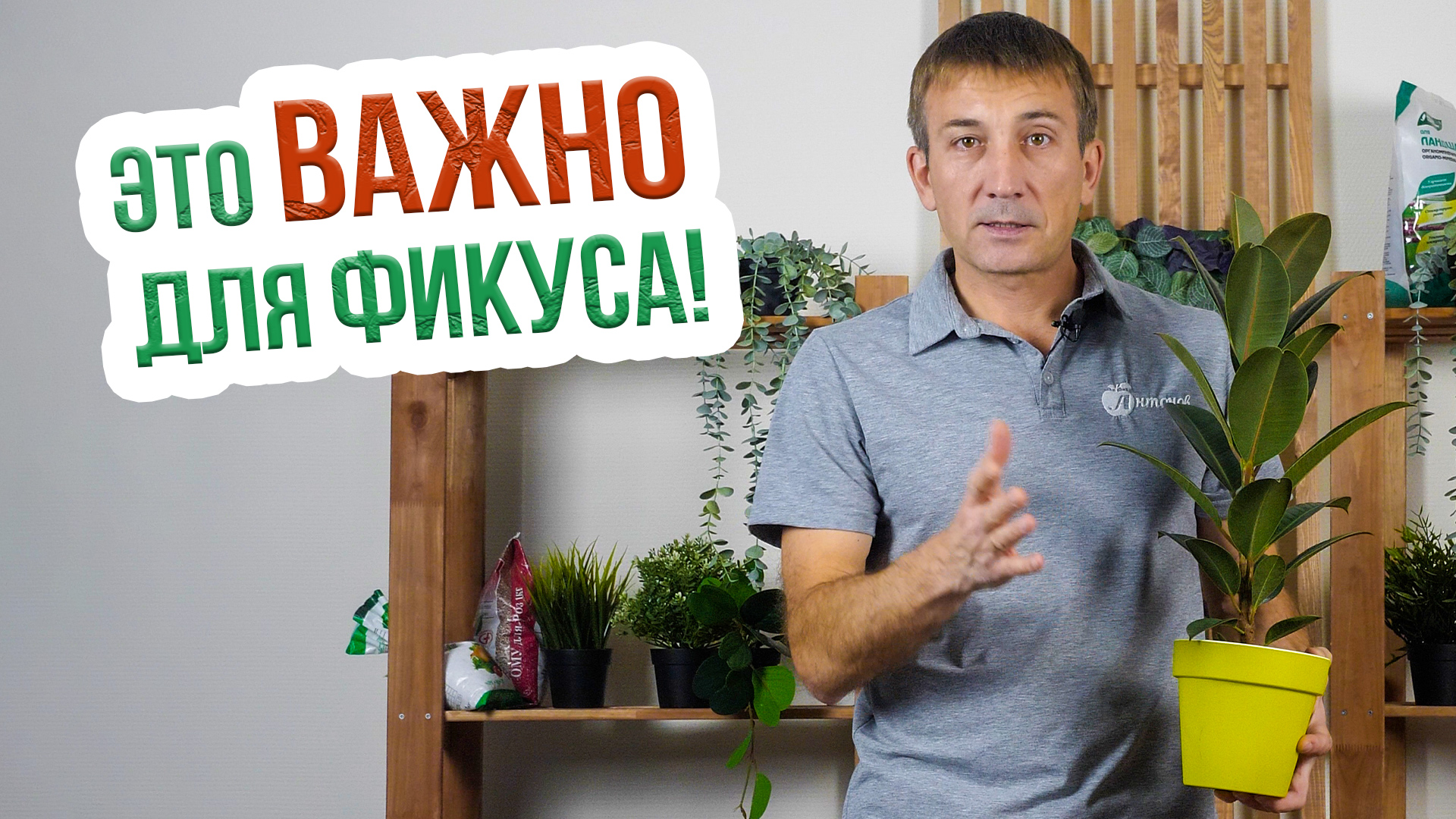 Как правильно ухаживать за фикусом каучуконосным? Удобрения для фикуса каучуконосного