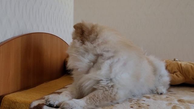 Самая красивая собака