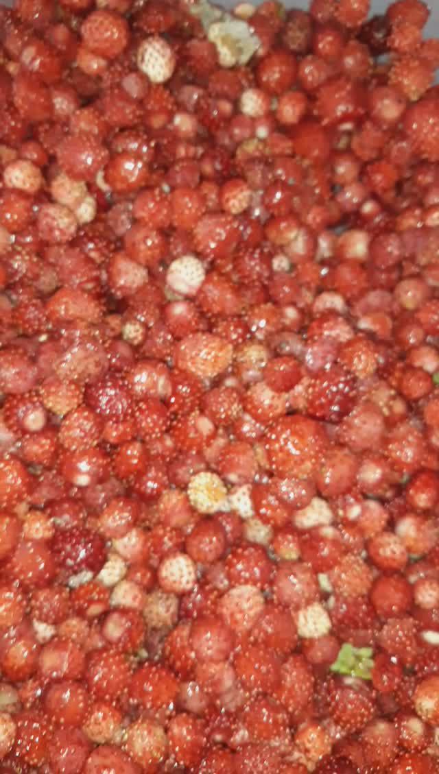 Лесная земляника 😊😊😊 ммммммм