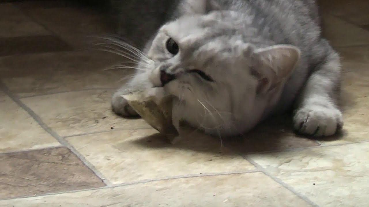 Пушок - реальный наркоман