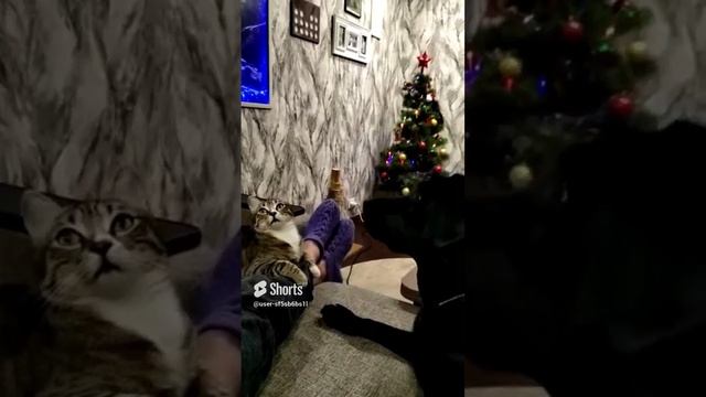 Лабрадор Акира и кот Масиус. Неудачный дубль)))