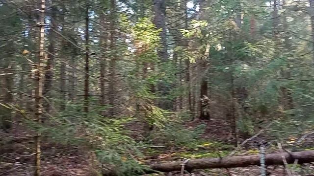 Осень всё ближе. Грибов всё больше! Одной корзины уже мало! Сочные лисички и дружные опята!