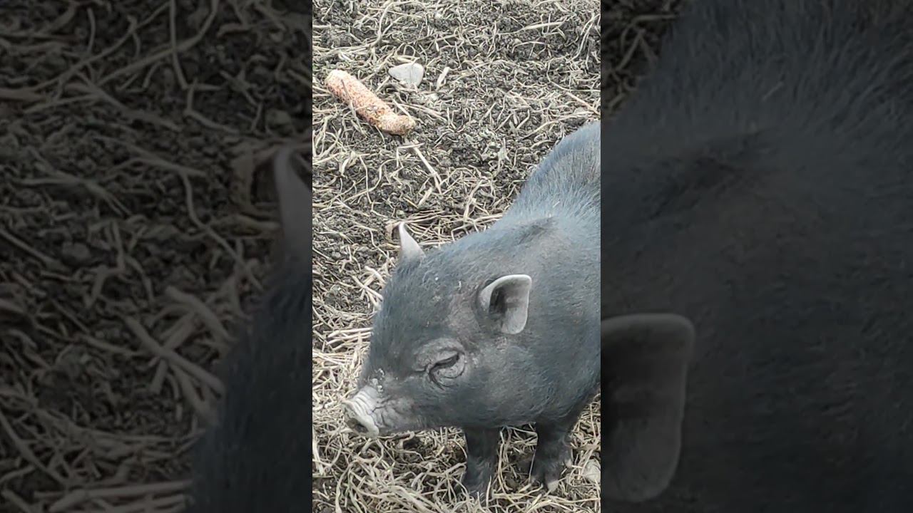 Декоративный поросенок