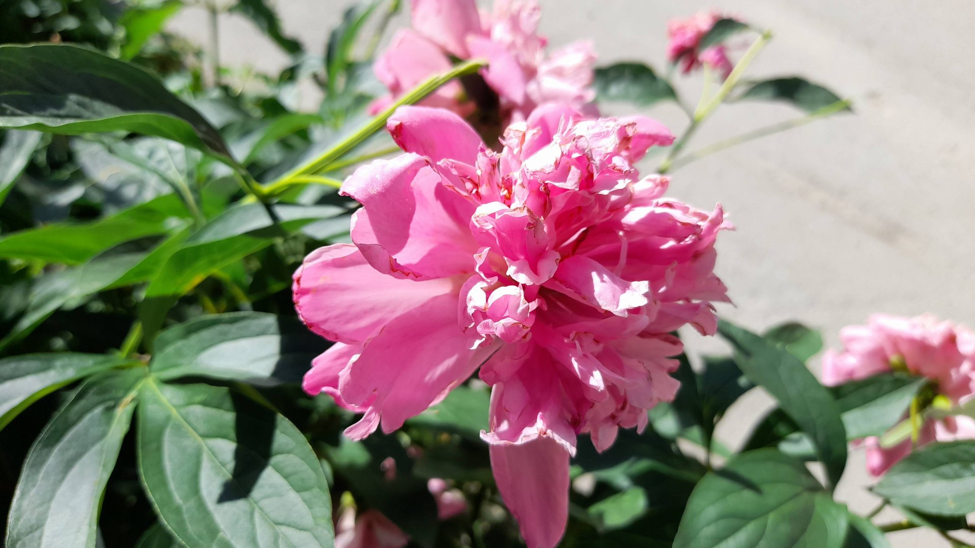 просто цветы. пионы, солнечно. новосиб, лето