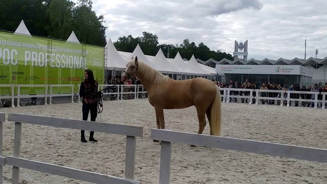 Как приучить лошадь к раздражителям