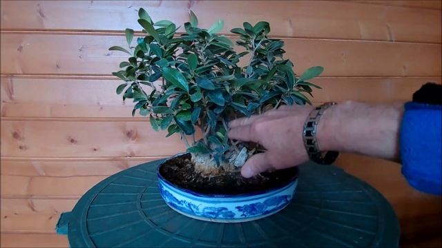 Бонсай оливы содержание уход ошибки фото и видео зима 2023 год часть 1