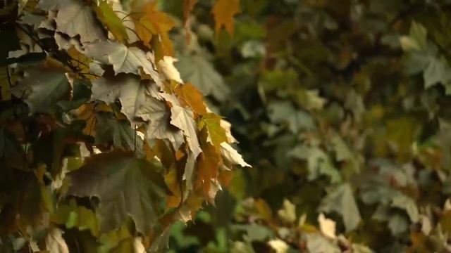 Sarah Schachner - Mild Forest Wind Ambience.mp4