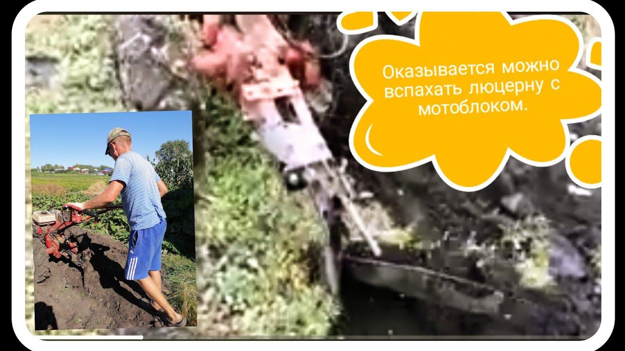 Агро мотоблок может делать вспашку и люцерну. Впервые за свою жизнь вспахал люцерну.