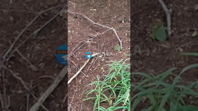 Муравейник -ГИГАНТ