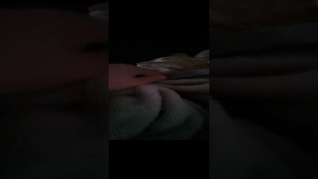 Маркиз с Васькой спят #рекомендации