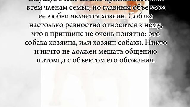 ФАКТЫ О ПОРОДЕ "ЧИХУАХУА" •СТОИТ ЛИ ПОКУПАТЬ?//vasinoso|fact