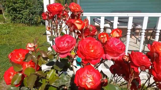 Роза Мидсаммер просто чудо!.mp4