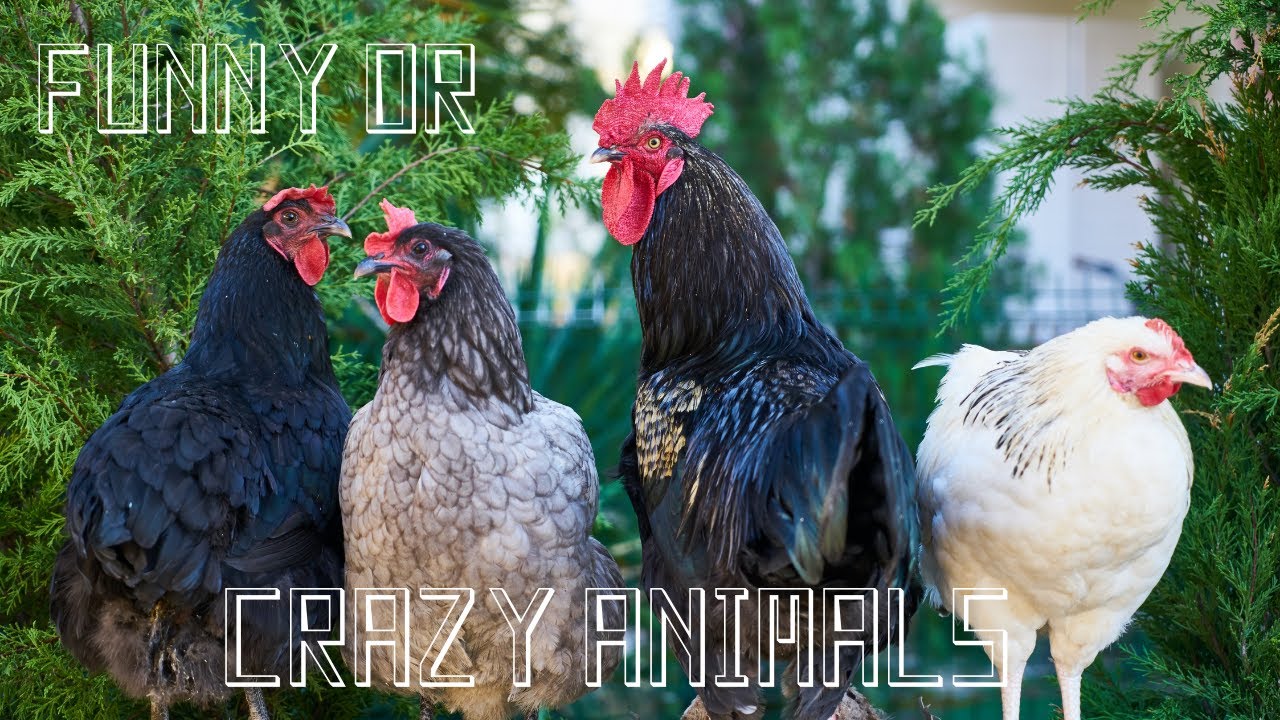 Смешные кошки и собаки 2022! - Лучшие приколы с котами №3