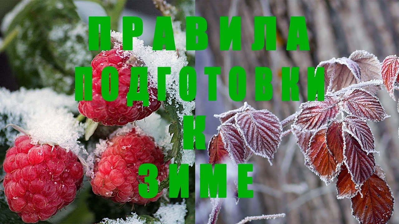 Подготовь МАЛИНУ к зиме ПРАВИЛЬНО! План работ на осень!