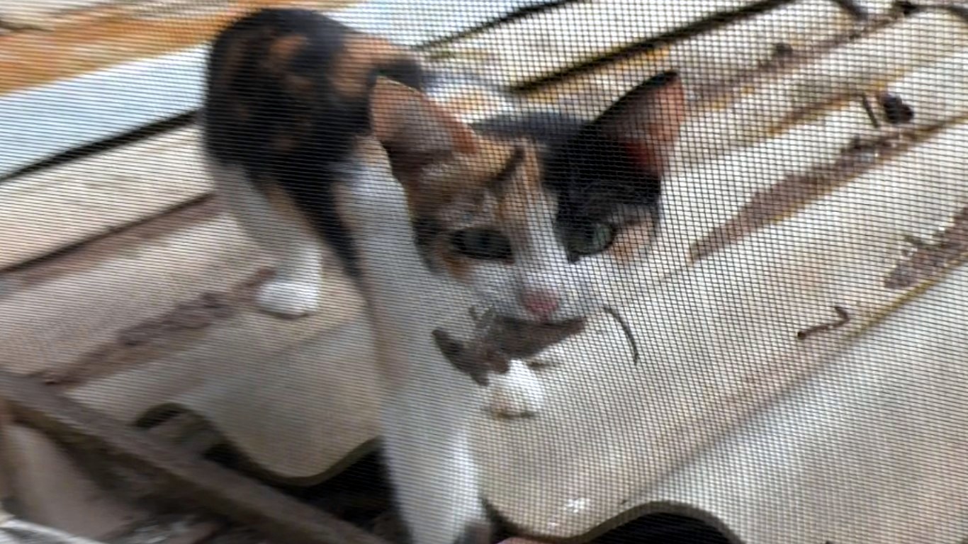 Мася принесла котятам мышь.