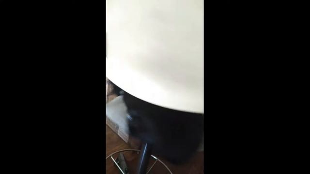 Кот Сима Аттракцион для него.mkv