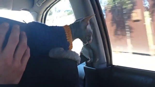 Карбюша в машине