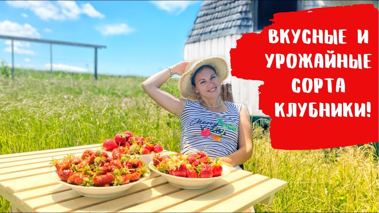 Какие вкусные и необычные сорта клубники посадить!
