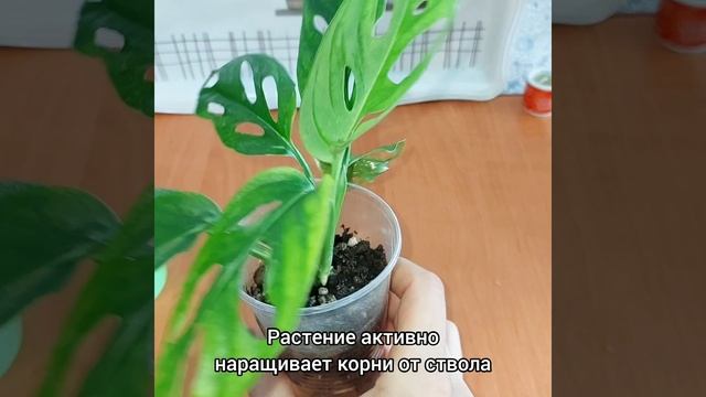 #МОНСТЕРА Адансона Минт?Из сухарика в красотку?Наращивает корни? #цветы #растения #shorts