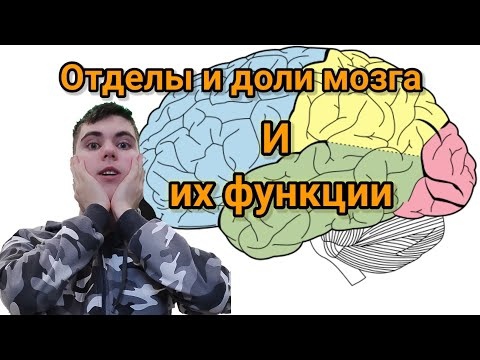 ГОЛОВНОЙ МОЗГ [ОТДЕЛЫ/ДОЛИ] И ИХ ФУНКЦИИ.