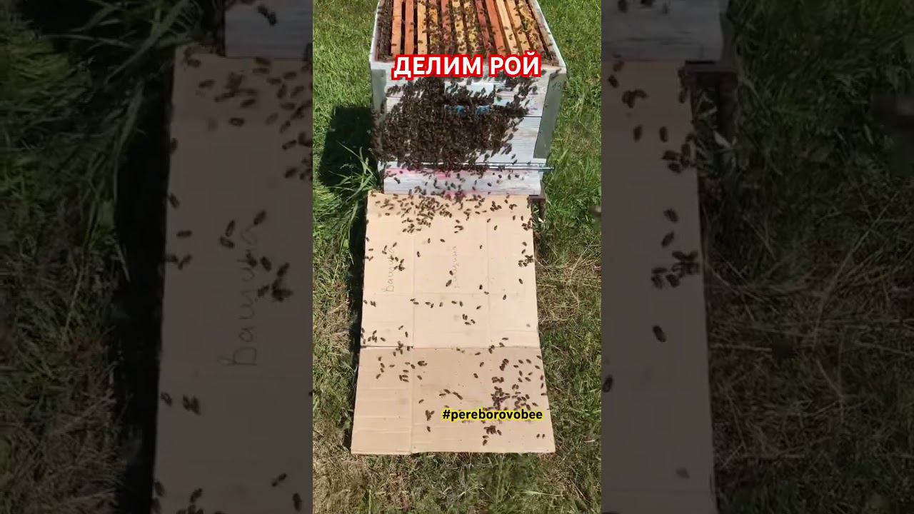 Делим рой! ПАСЕКА! #pereborovobee #пасека #пчеловодство #рой