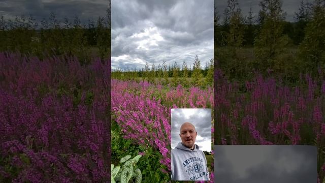 Удивительный Дербенник в питомнике Цветочный город