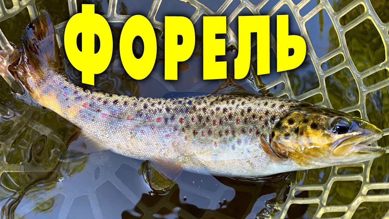 Форель. Рыбалка в Ленинградской области. Июль 2022.