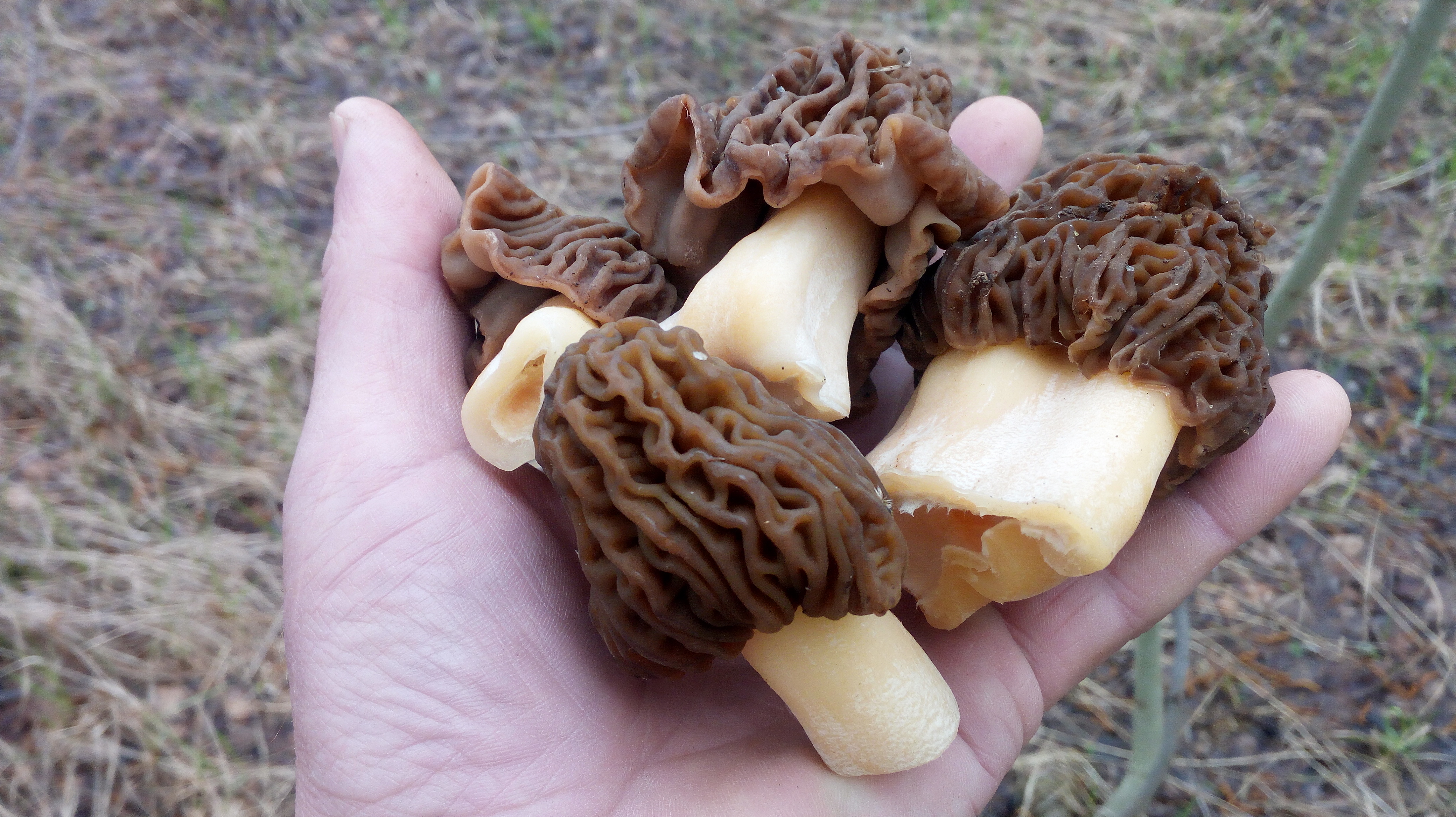 Грибов много не бывает. 70 литров сморчковой шапочки за три часа сборов. Сбор дикоросов