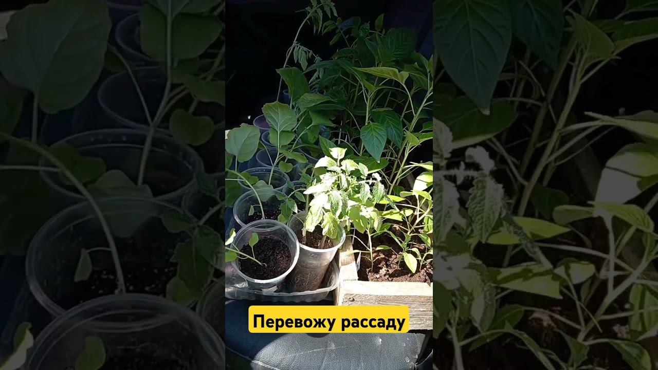 Как перевожу рассаду томатов и перца. #огород #рассада #дача