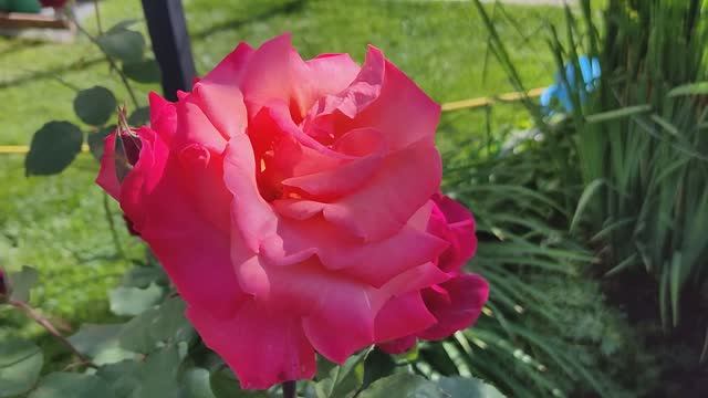 Розы розы только розы видео