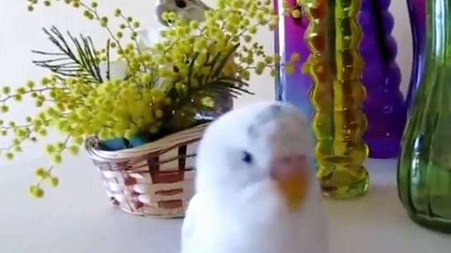 Морозко и Татоша всегда рады поздравить!