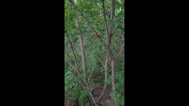 Сбежал от грозы