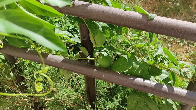 Пассифлора Инкарната.mp4