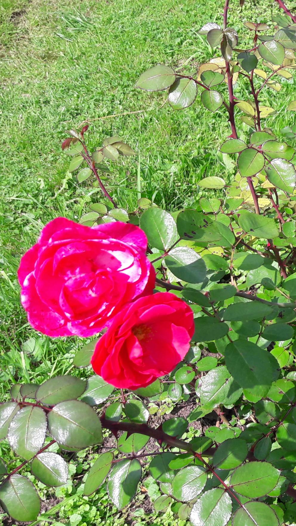 Розарий август. Ботаничексий сад. ВДНХ.
#Розарий #БотаническийСад #ВДНХ #Цветы #Розы #Природа